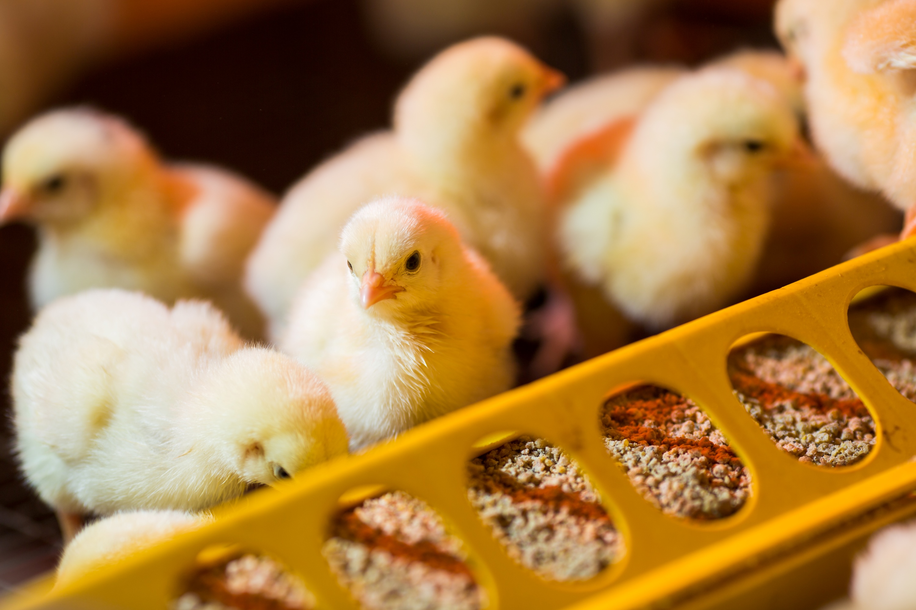 Poultry | City of Joondalup