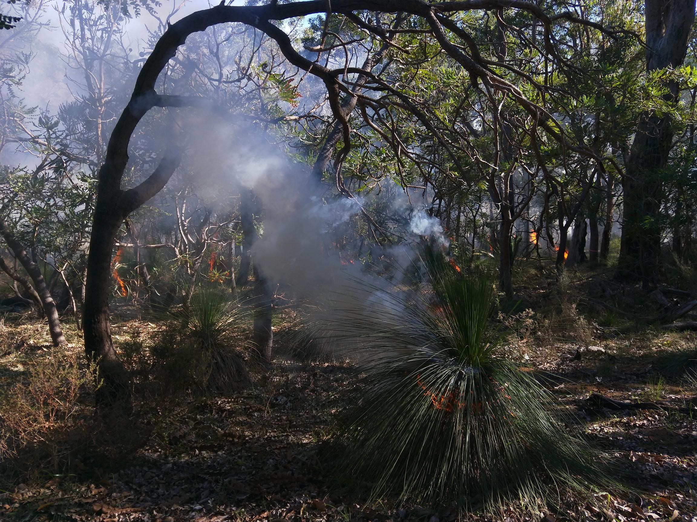 Hazard reduction Grass Tree burn notification - Craigie Bushland | City ...